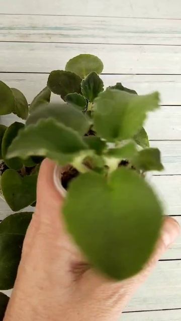 Детки фиалок, которые я продаю