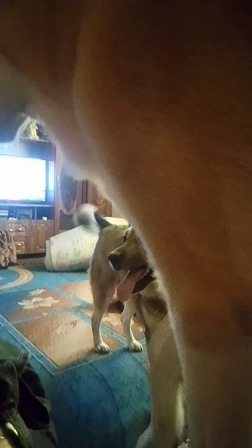 вот так пёс хочет на дачу