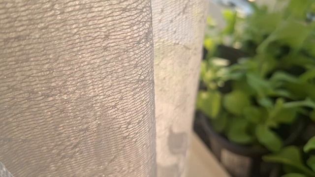 09.06.25 Обрезаю свои петуньи