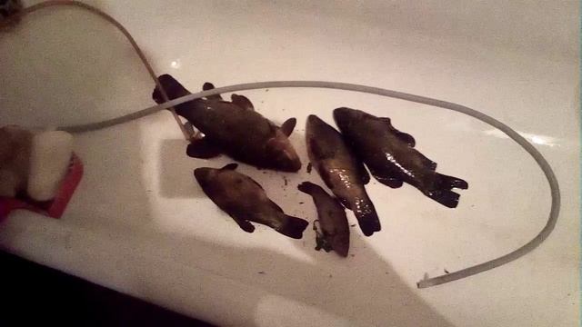 12 ИЮНЯ линь  ДУБЛЬ № 3