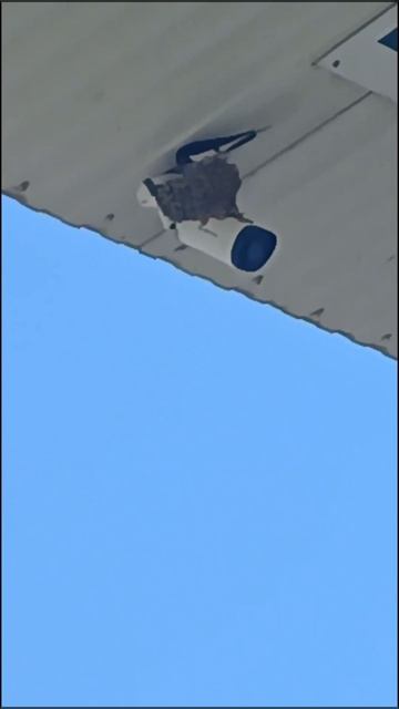 Гнездо ласточки на видеокамере