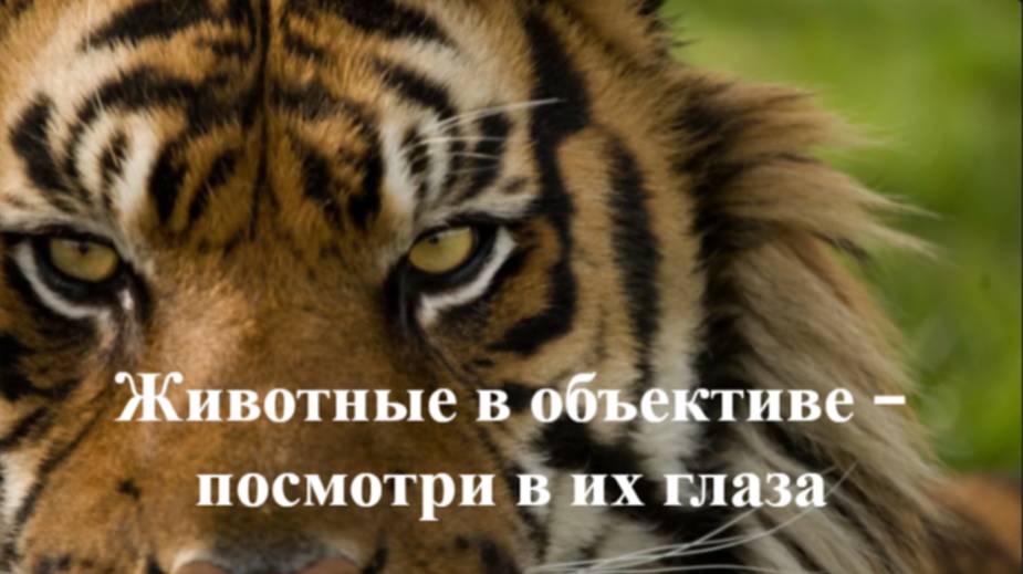 Животные в объективе — посмотри в их глаза!