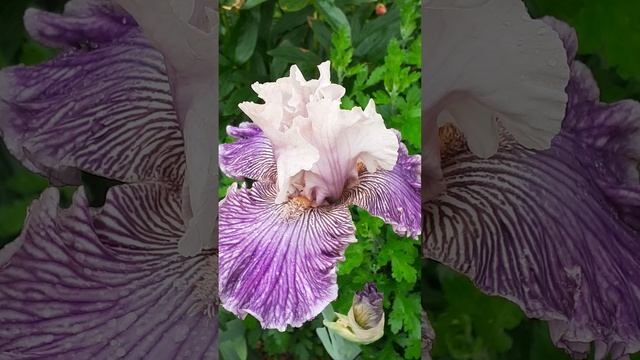 ирис RECKLESS IN DENIM