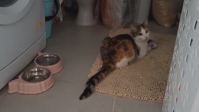 Вот и месяц прошел ... /  Приручение дикой кошки #КошкаФеша