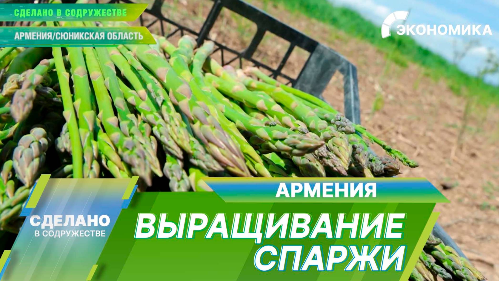 Белая, фиолетовая и зеленая: как выращивают спаржу в Армении?