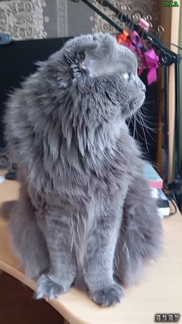 Картина маслом. Лилу