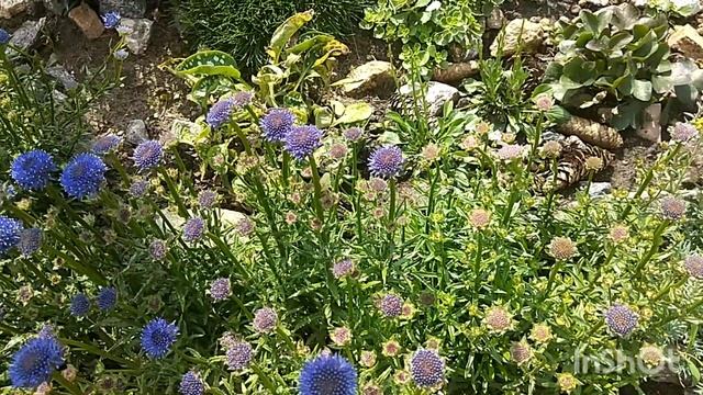 Нежный цвет и некрасивое название