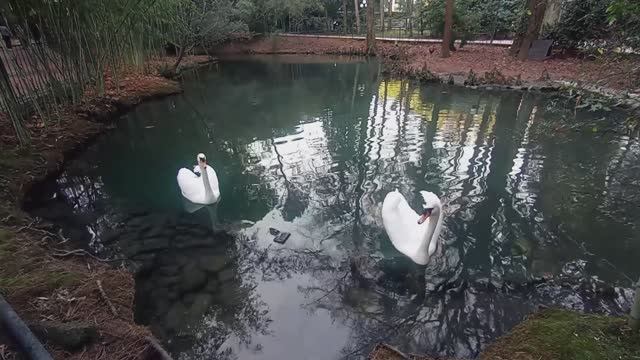 Дендропарк. Красная поляна, Сочи. Новый Год.