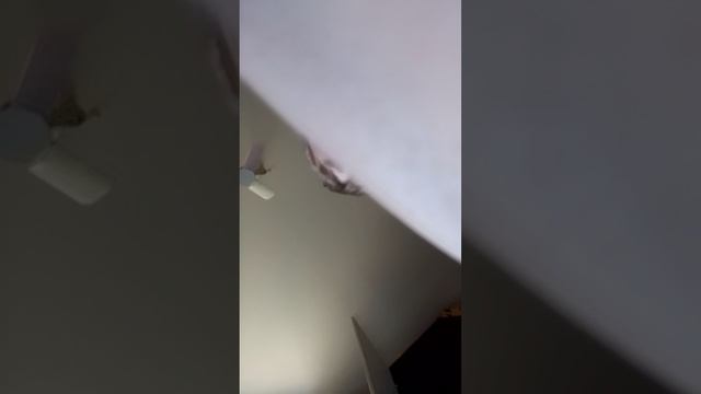 милый котик. 4 серия.3 сезона (1 часть )