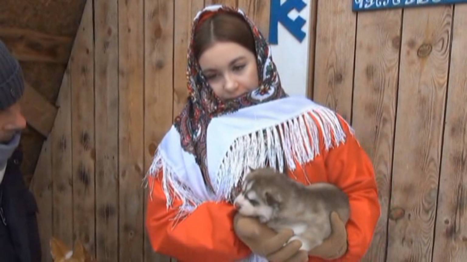 Кострома - Ферма Хаски