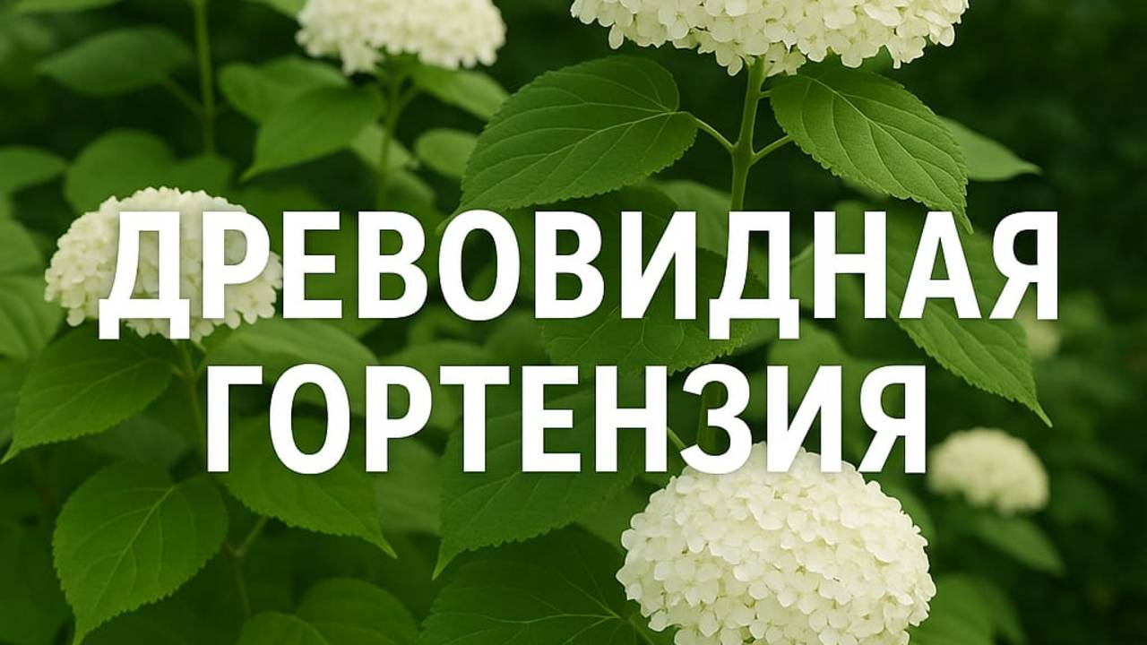 Древовидная гортензия — нежная красавица с характером