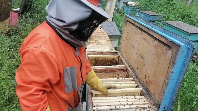 От одной зимовалой пчелосемьи - Три отводка на свищевых маточниках. Один медовичок на старой матке.