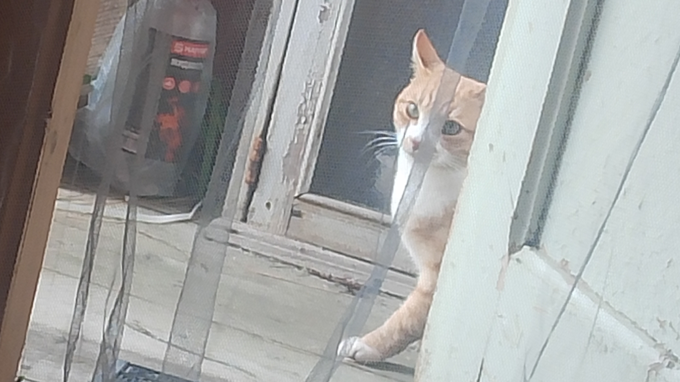 котик пришёл в гости