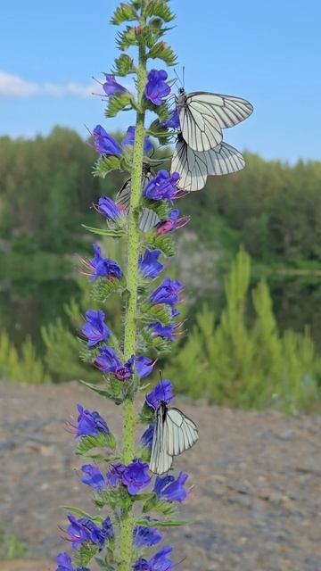 Птички поют, бабочки порхают - красота!