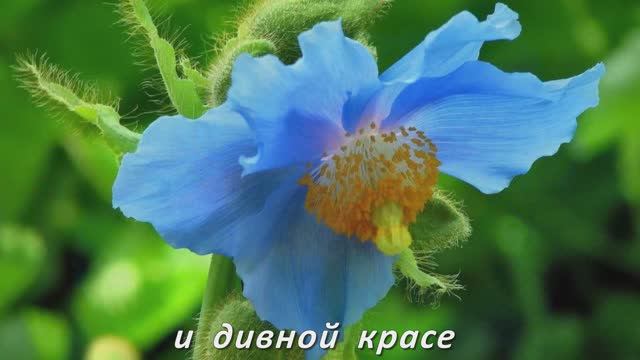 ГОЛУБОЙ МАК - СОЛНЦЕ ТИБЕТА