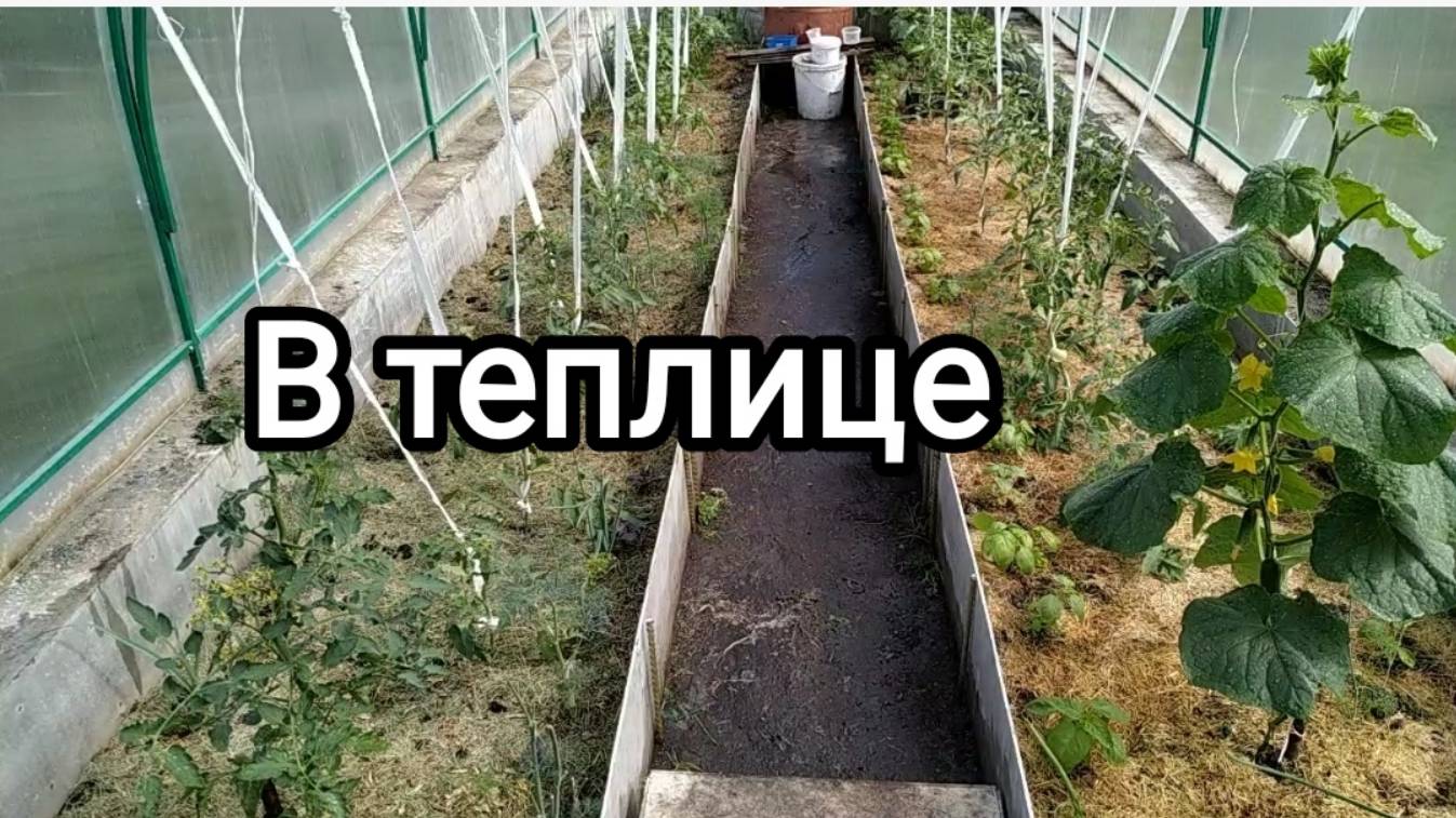 Сад. В теплице. 13.06.2025