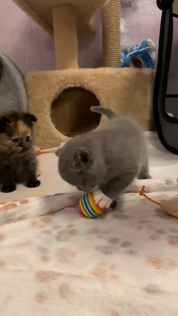 Первые шаги