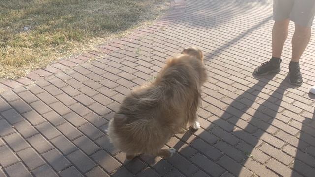 Севастополь 13.06.2025.  Аппа резвится.