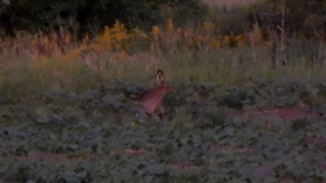 Заяц ухотряс