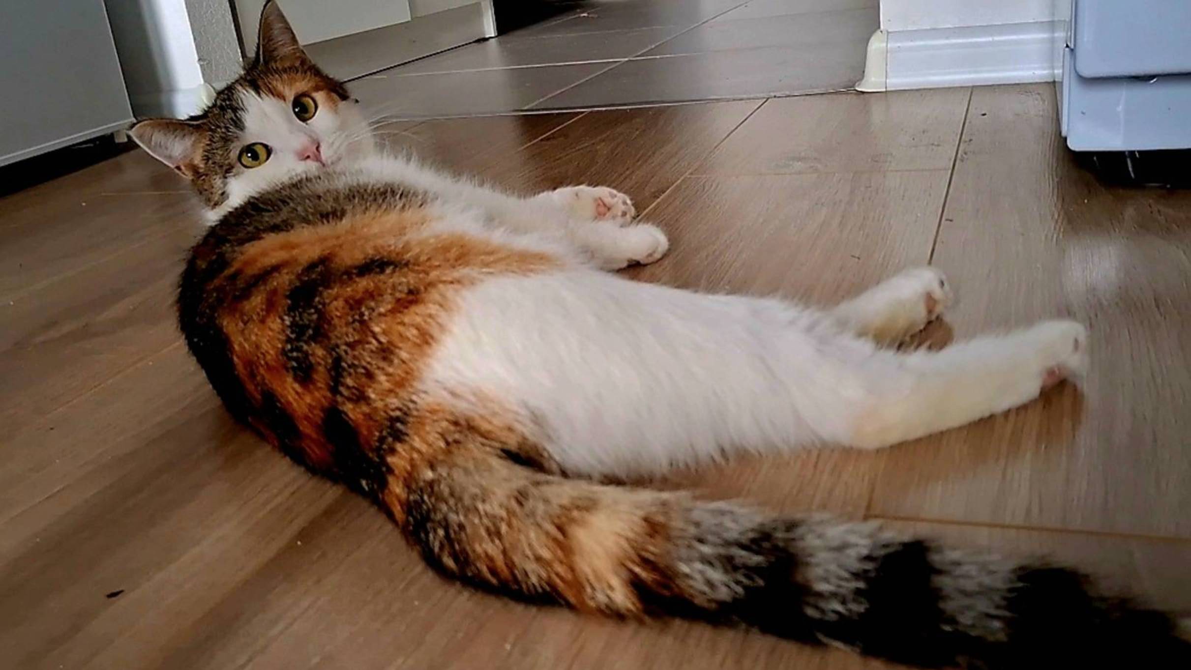 Знакомьтесь, это Феша! /  Как же приручить дикую кошку? #КошкаФеша