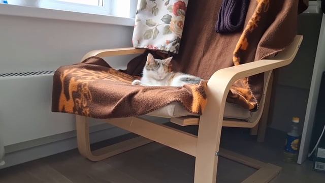 День 25-27 / Дикая кошка в процессе адаптации #КошкаФеша