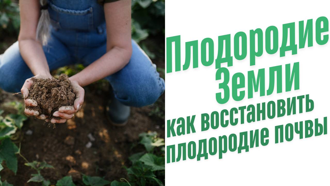 Как восстановить плодородие почвы.