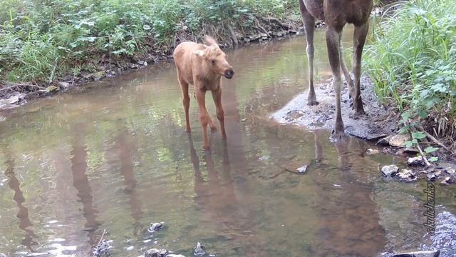 ЛОСИ, РЕЧКА И СОЛНЦЕ