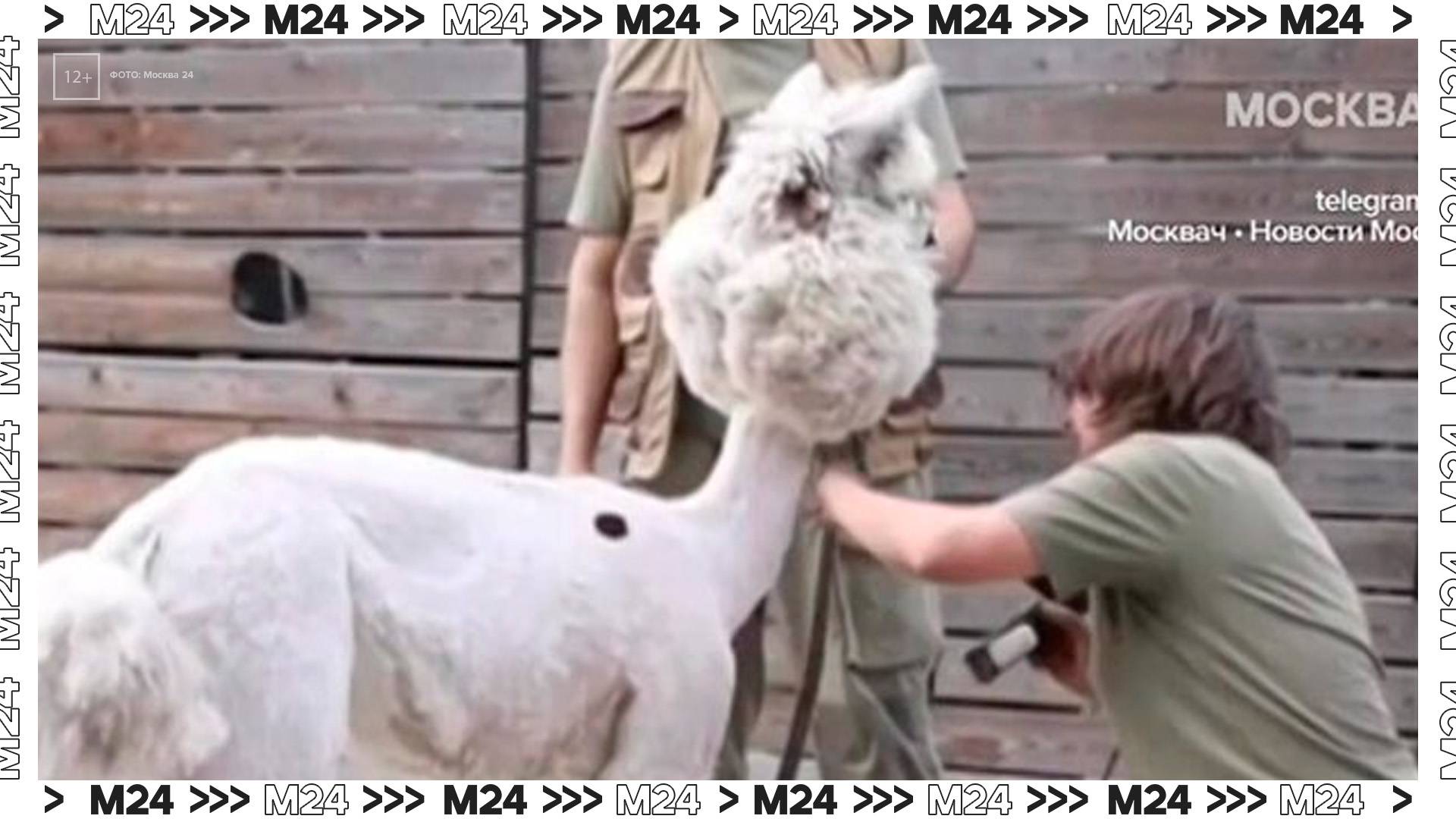 В Московском зоопарке постригли овец и альпак к летнему сезону