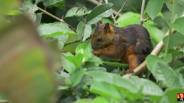 Смесь двух континентов-1