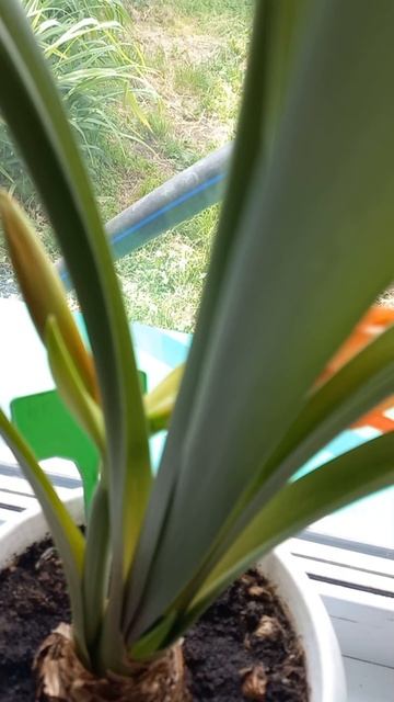 Цветение гиппа