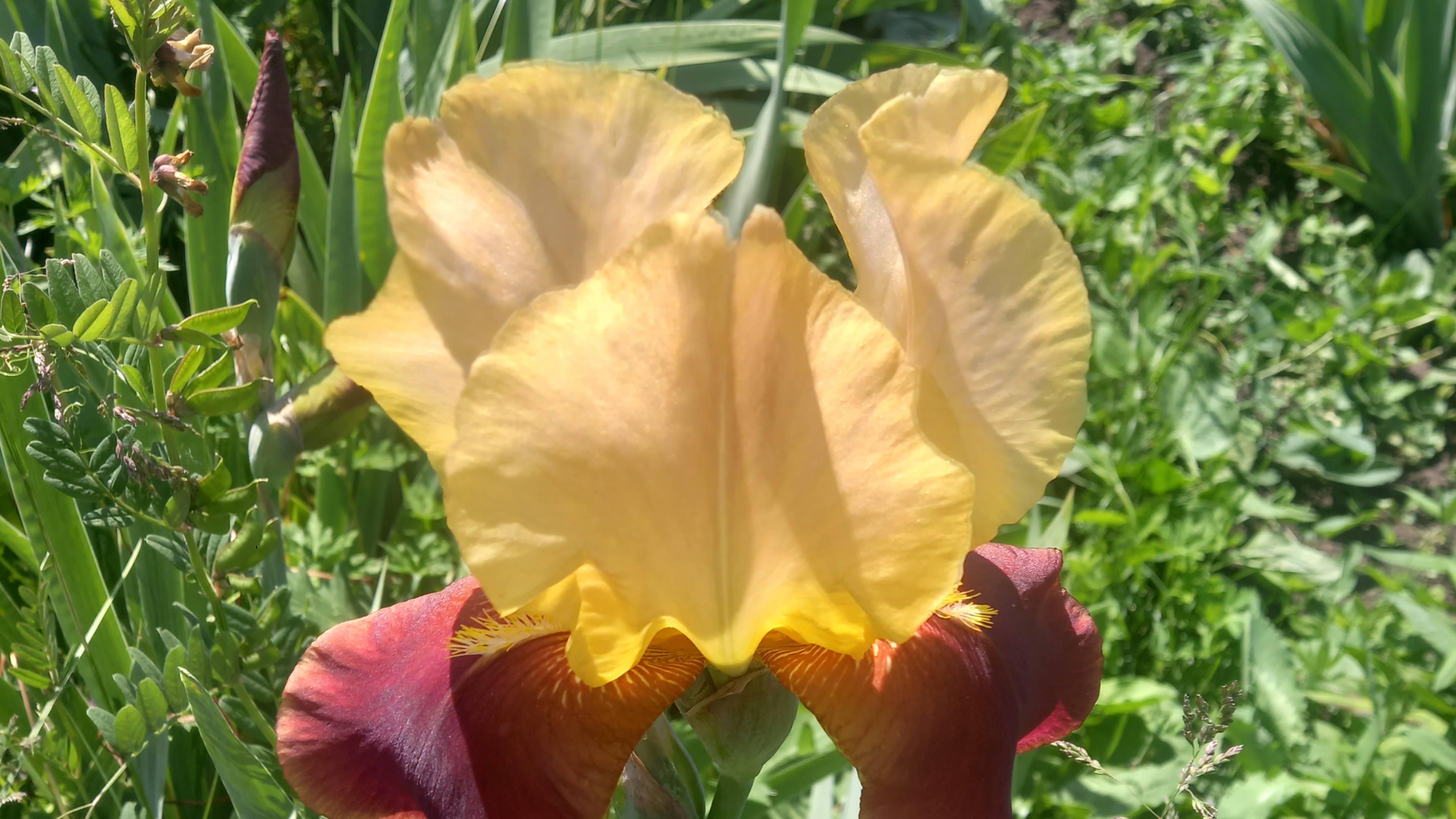 Сезон цветения ирисов