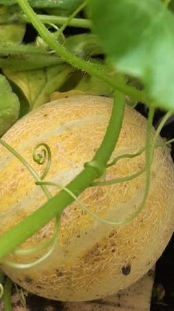 ДЫНЯ - ФОРМИРОВАНИЕ КУСТОВ