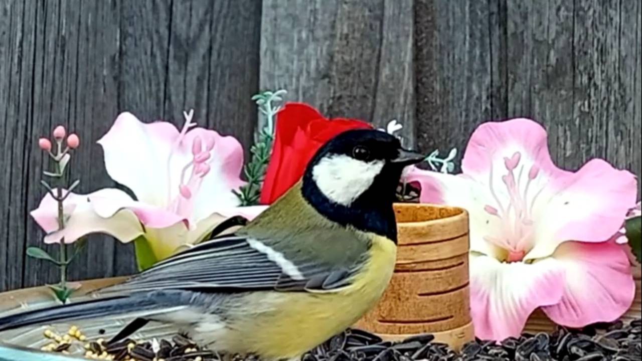 Видеосъёмка Птиц (23.03.2025 года)