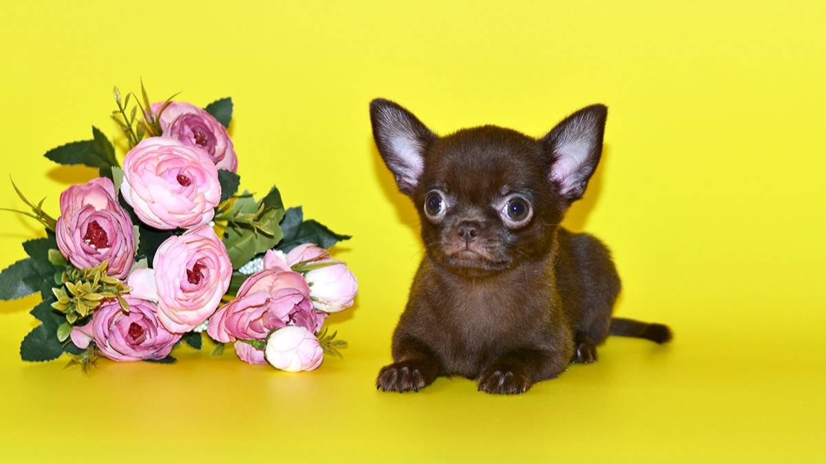 Девочка чихуахуа шоколадного окраса. #чихуахуа #щенкичихуахуа #питомникчихуахуа