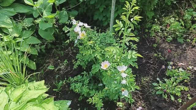 Наша дача в Подмосковье  9 июня 25г