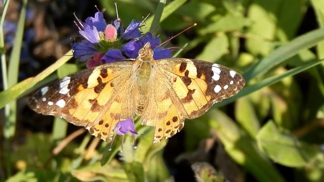 Бабочка Репейница