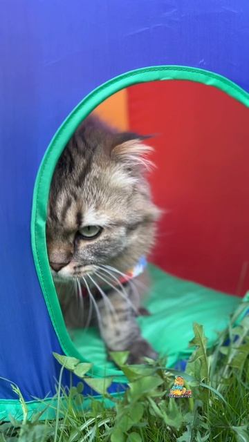 Замурчательного лета, друзья!☀️😻 #кот #лето #природа