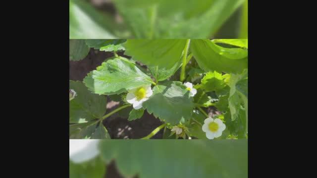 Чем подкормить клубнику для обильного цветения, 25.05.2025 г