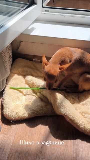 Лук нельзя, но Джессика мен не услышала.mp4