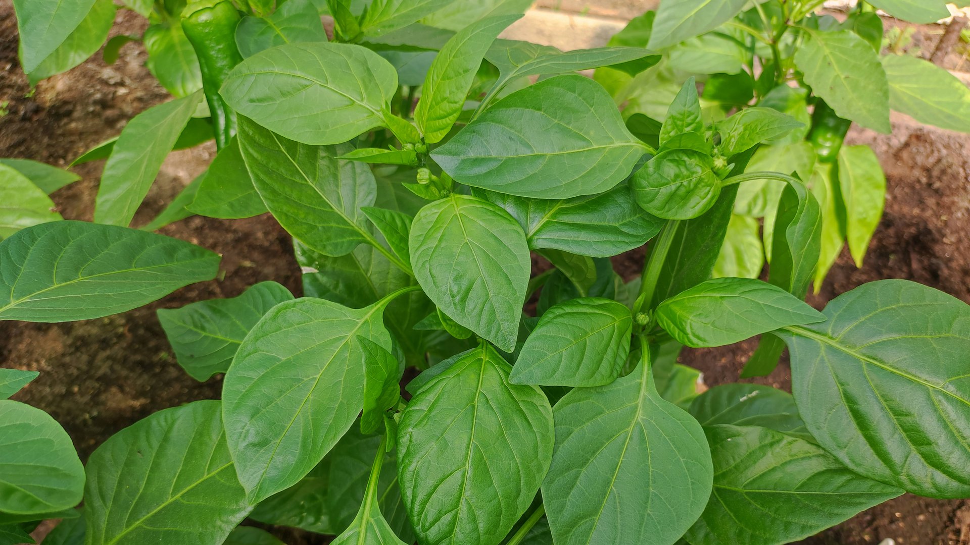 Один из лучших сладких перцев в этом сезоне