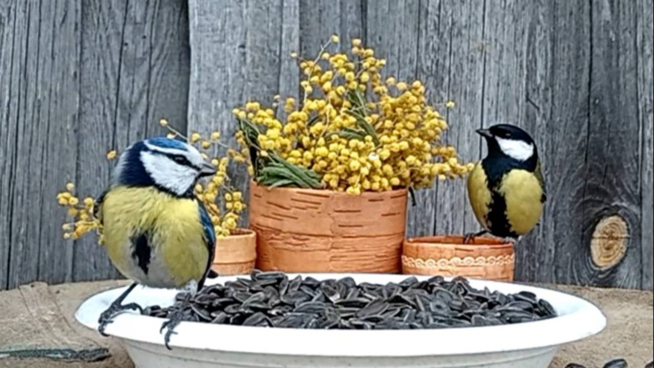 Съёмка Птиц (22.03.2025 года)