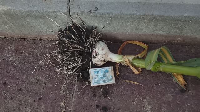 Проба молоденького чеснока 2025