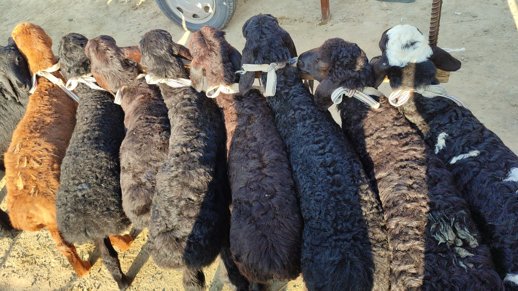 13-05-2025 СКОТНЫЙ РЫНОК -МАЛ БАЗАР 🐐