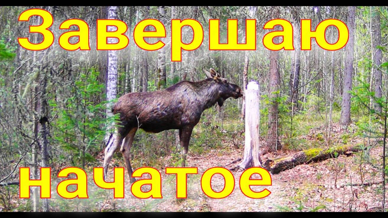 Сезон закончен подбираю хвосты обошёл солонцы обновил галечник прибрал ловушки заготовил кору осины
