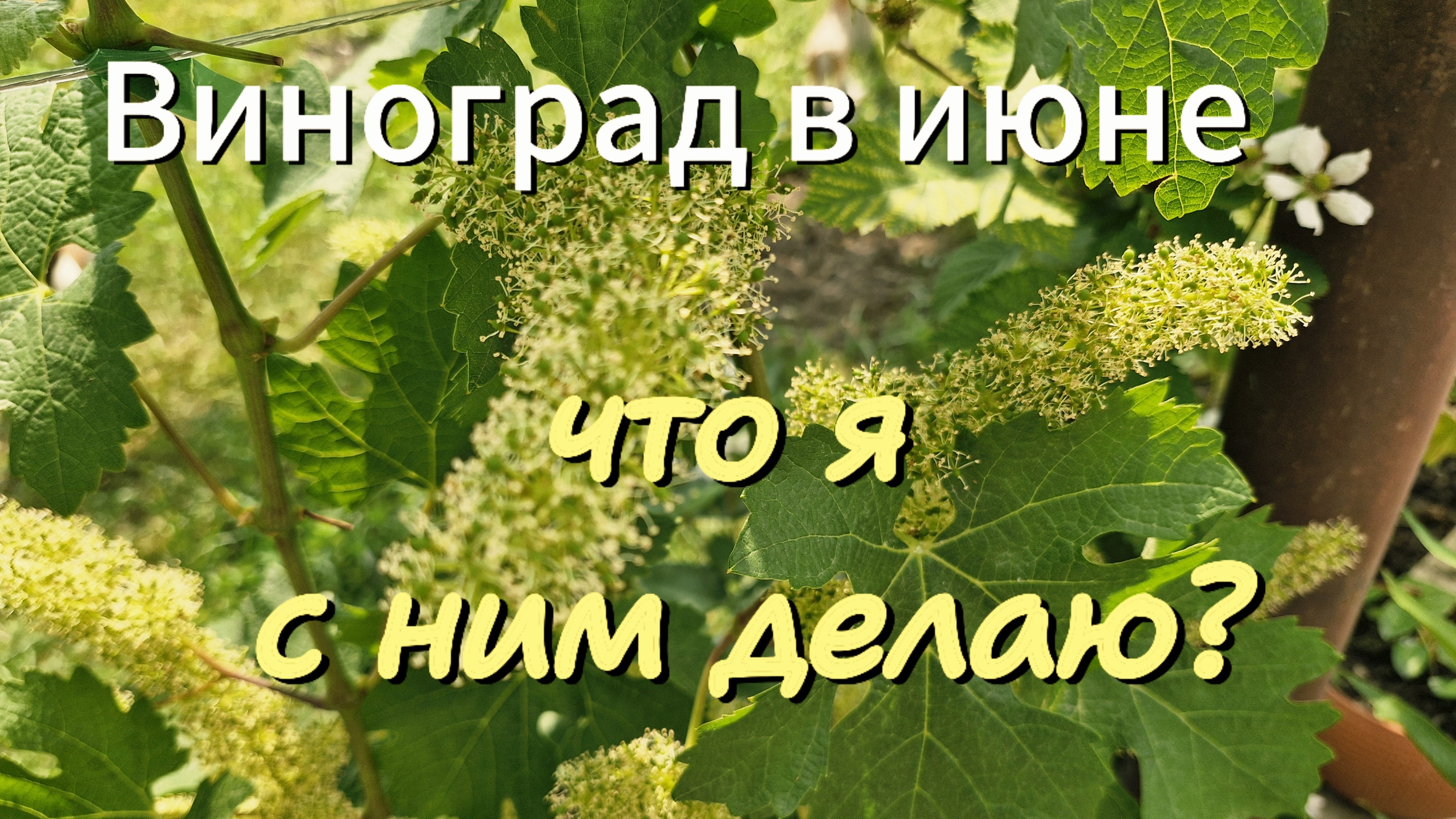Формирование винограда в ИЮНЕ. Удаление УСОВ и ПАСЫНКОВ.станица НАТУХАЕВСКАЯ