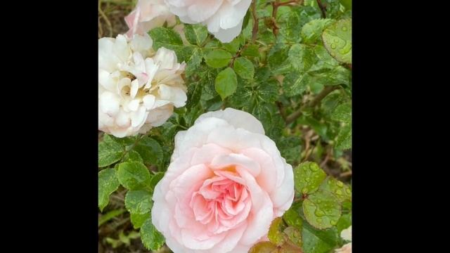 Роза Бременские музыканты. Роза немецкого питомника Kordes оригинальная.