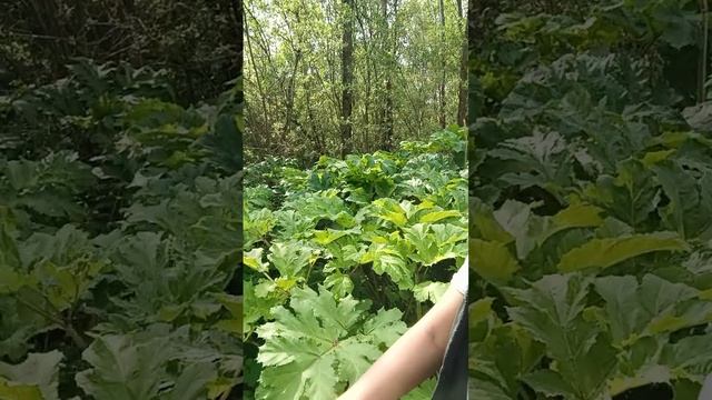 Борщевик 🚫 часть 1