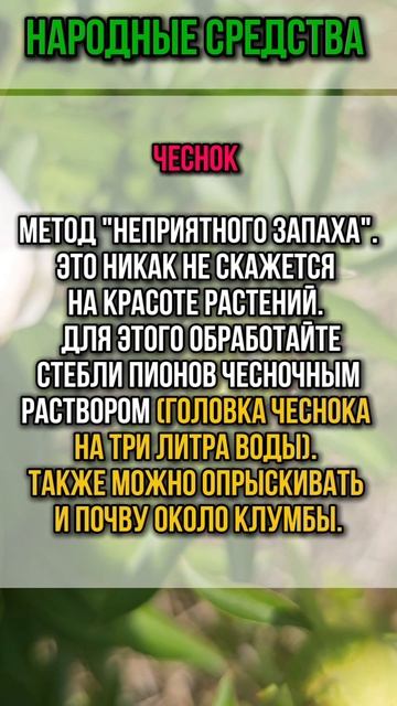 Муравьи атакуют пионы? Будем бороться!