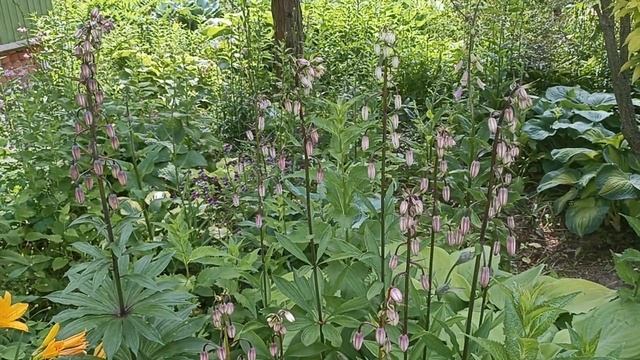 Дача 12 июня 2025. Ясенец, шалфей, наперстянки, вредители седумов, сбор жимолости, хосты