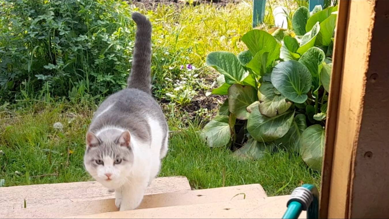 20250610_114554_001 Кошка идёт в гости. Обе боимся хозяина Митю